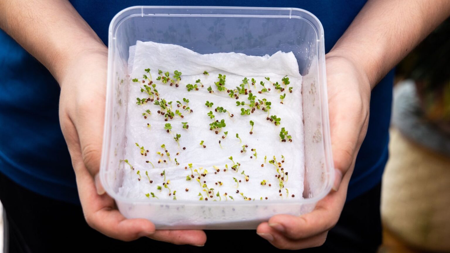 A Beginner's Guide to Seed-Saving in the Garden