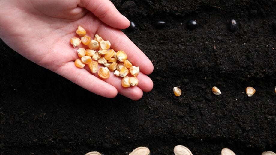 How to Plant, Grow, and Care for Corn