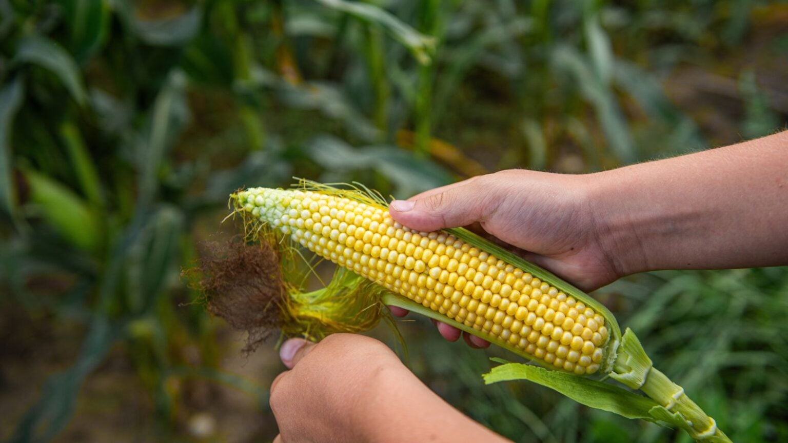 How to Plant, Grow, and Care for Corn