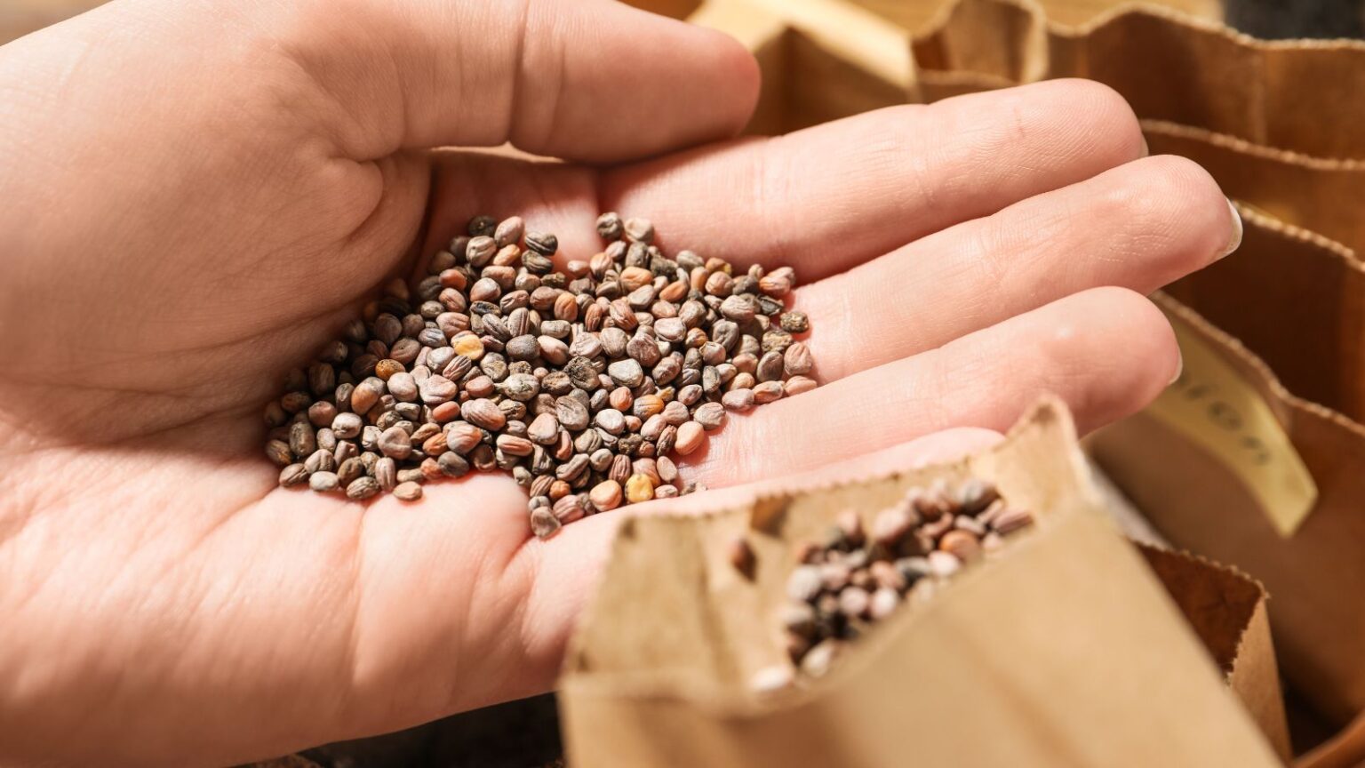 How to Grow Radish Microgreens in 5 Easy Steps
