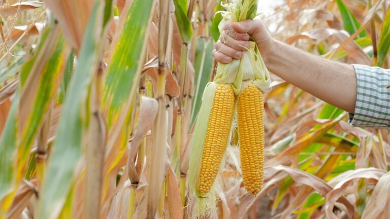 How to Plant, Grow, and Care for Corn