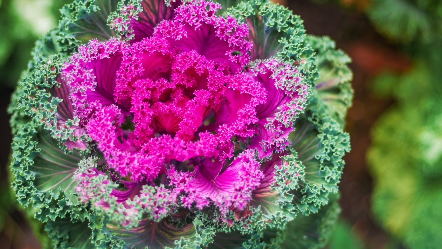 11 Varieties of Ornamental Cabbage for Your Fall Garden