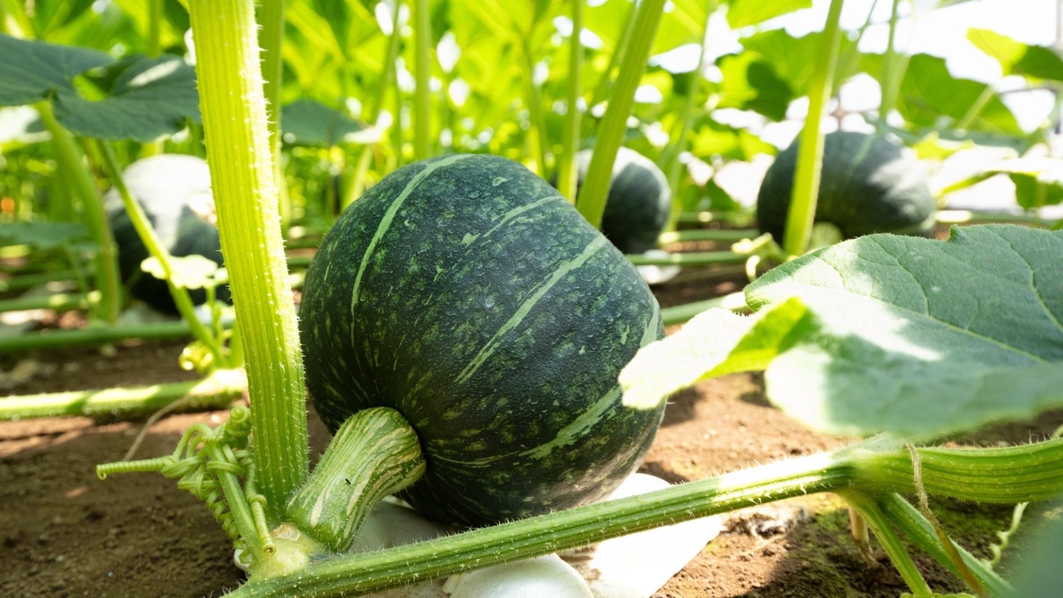 How to Ripen Green Pumpkins