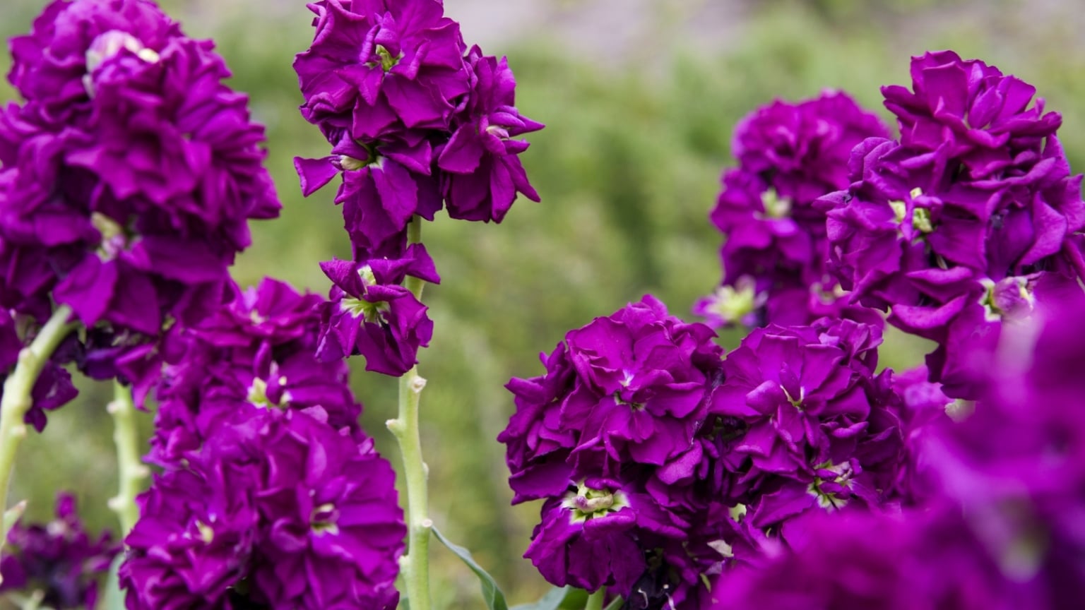 11 Flowers to Plant in Fall for Warm Climate Gardeners