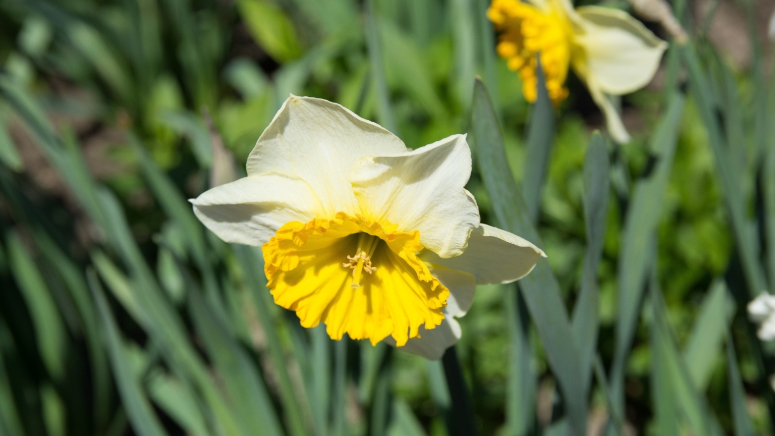 19 Daffodil Varieties to Plant This Fall