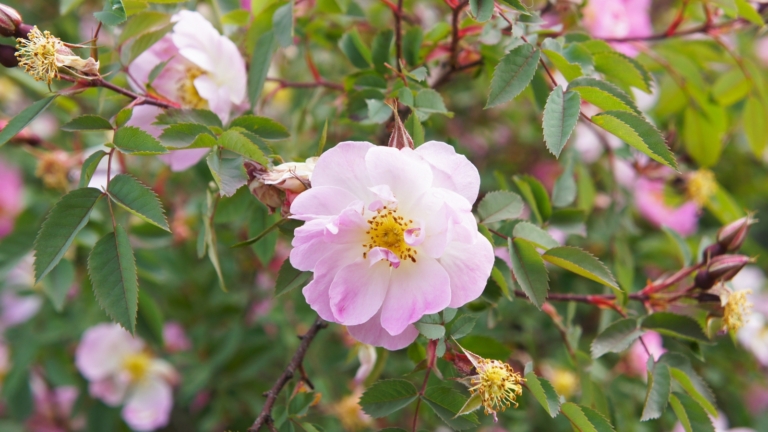 17 Best Shrub Roses to Plant in September