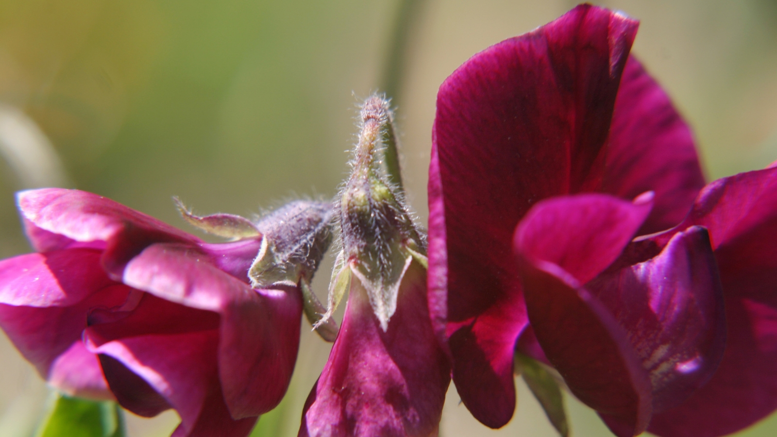 11 Flowers to Plant in Fall for Warm Climate Gardeners
