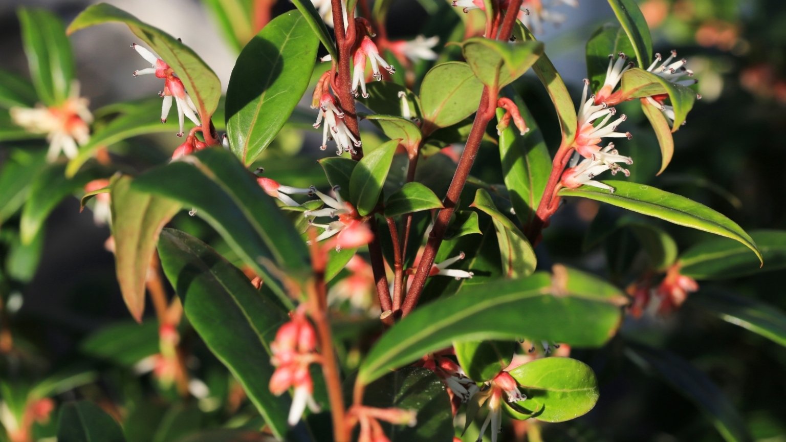 15 Evergreen Shrubs With Fragrant Flowers
