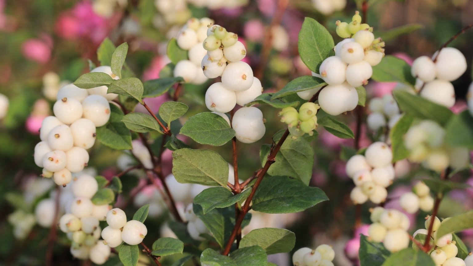 21 Ornamental Plants with Fall Berries
