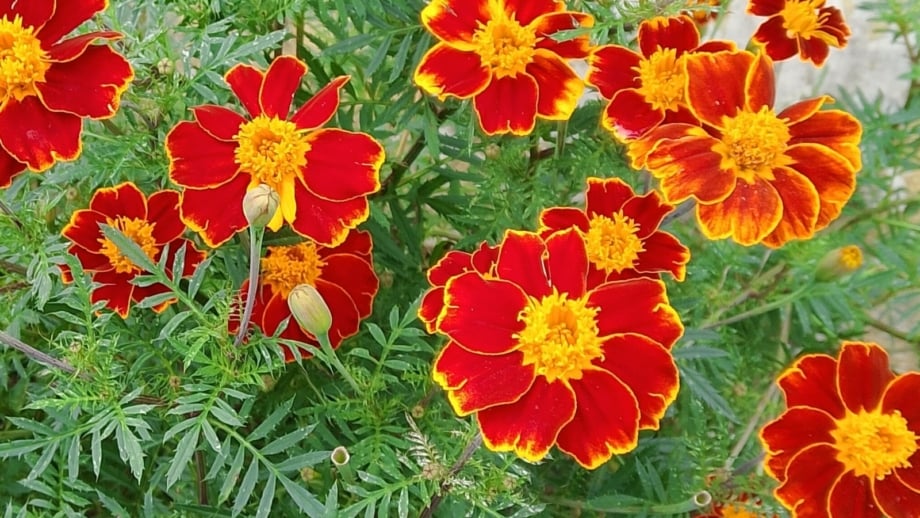 30 Types Of Marigolds You Should Be Growing