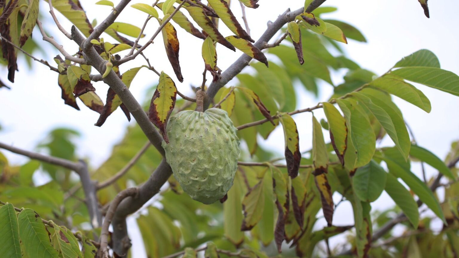 How to Plant, Grow, and Care for an Atemoya Tree