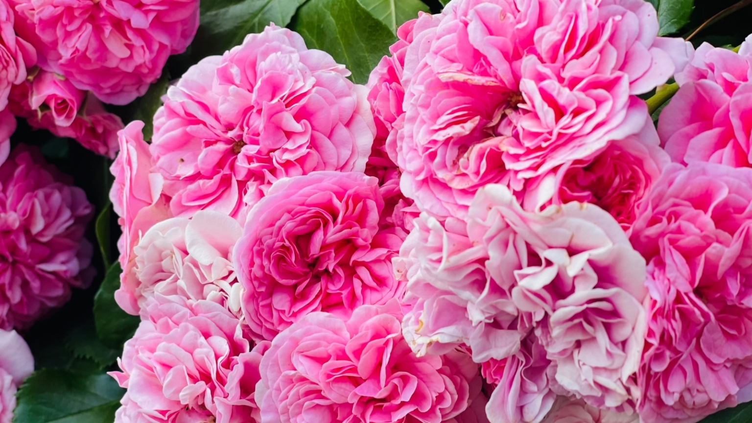 15 Most Popular Roses of All Time