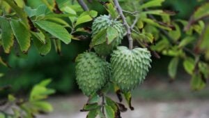 How to Plant, Grow, and Care for an Atemoya Tree