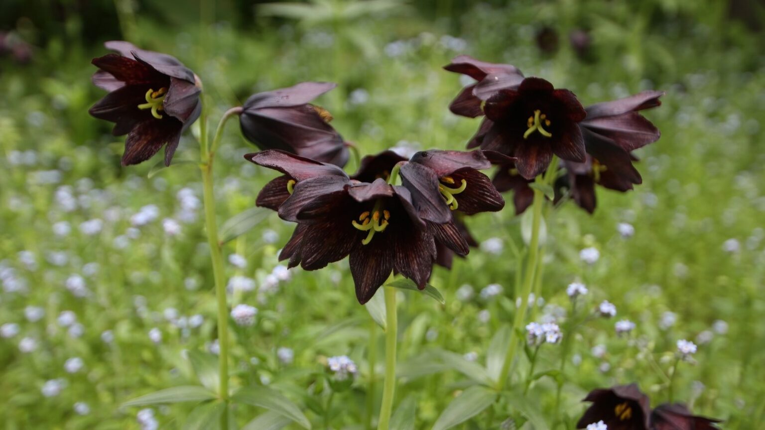 How to Plant, Grow, and Care for Fritillaria Flowers