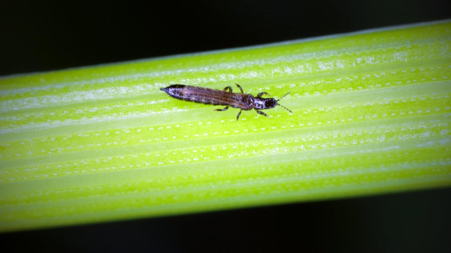 How to Plant, Grow, and Care for Garlic Chives