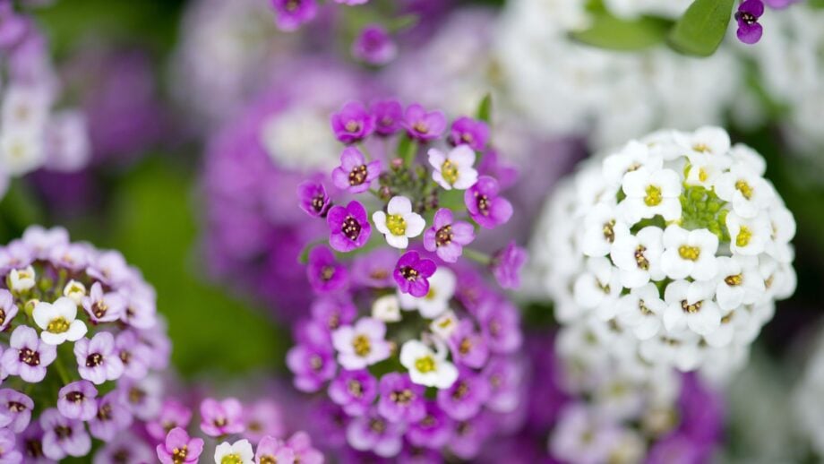 How to Plant, Grow, and Care for Alyssum