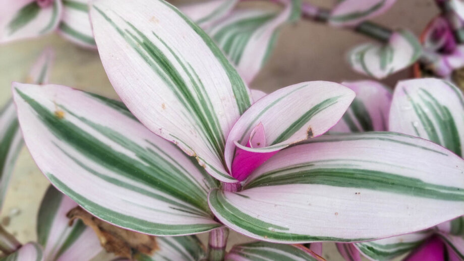 How to Plant, Grow, and Care for Tradescantia Nanouk