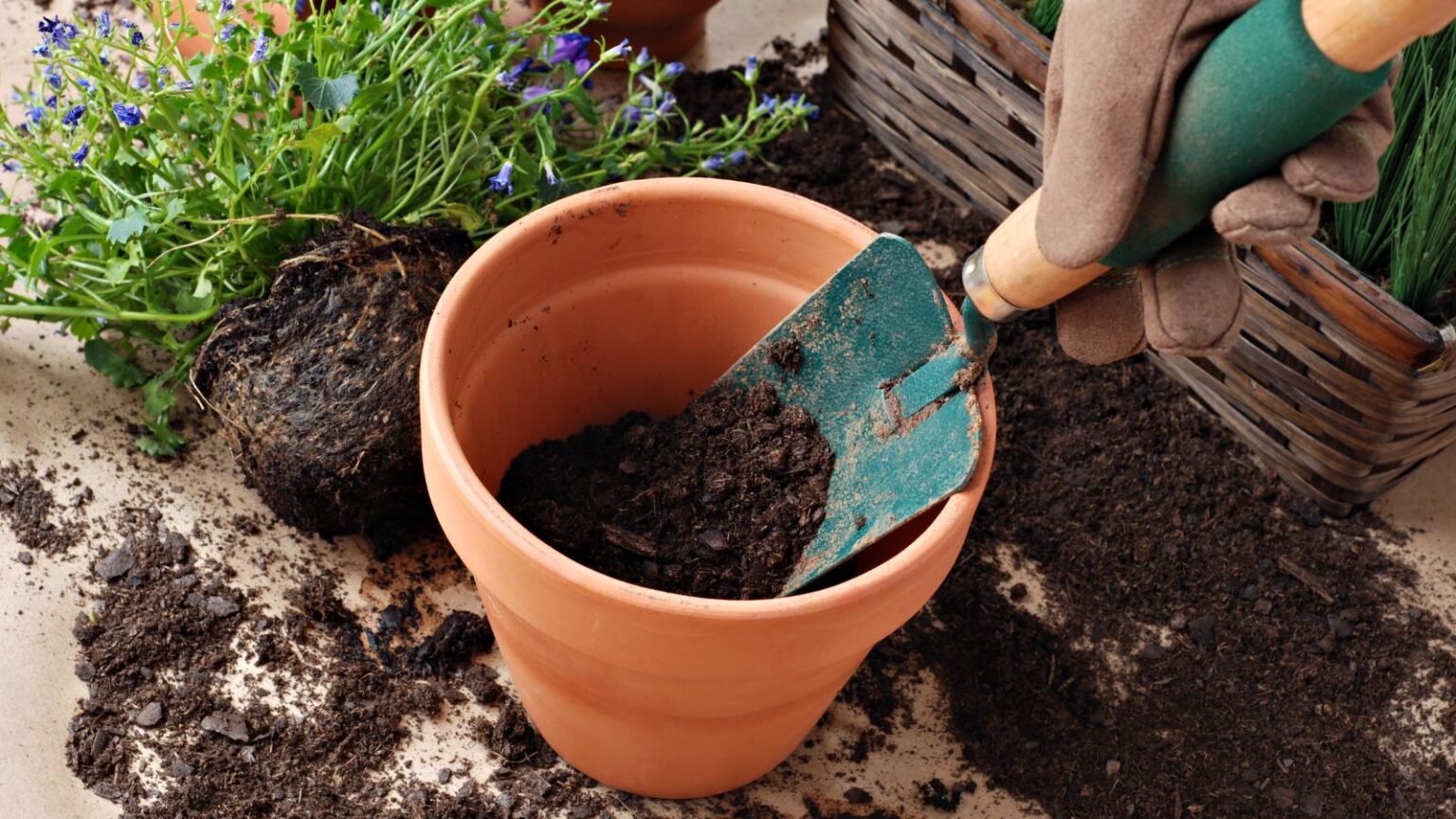 How to Plant, Grow, and Care For Virginia Bluebells