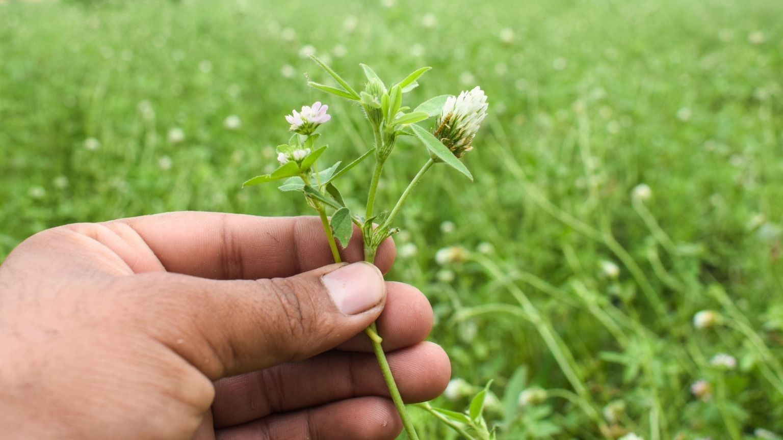 13 Cover Crops You Should Plant in September