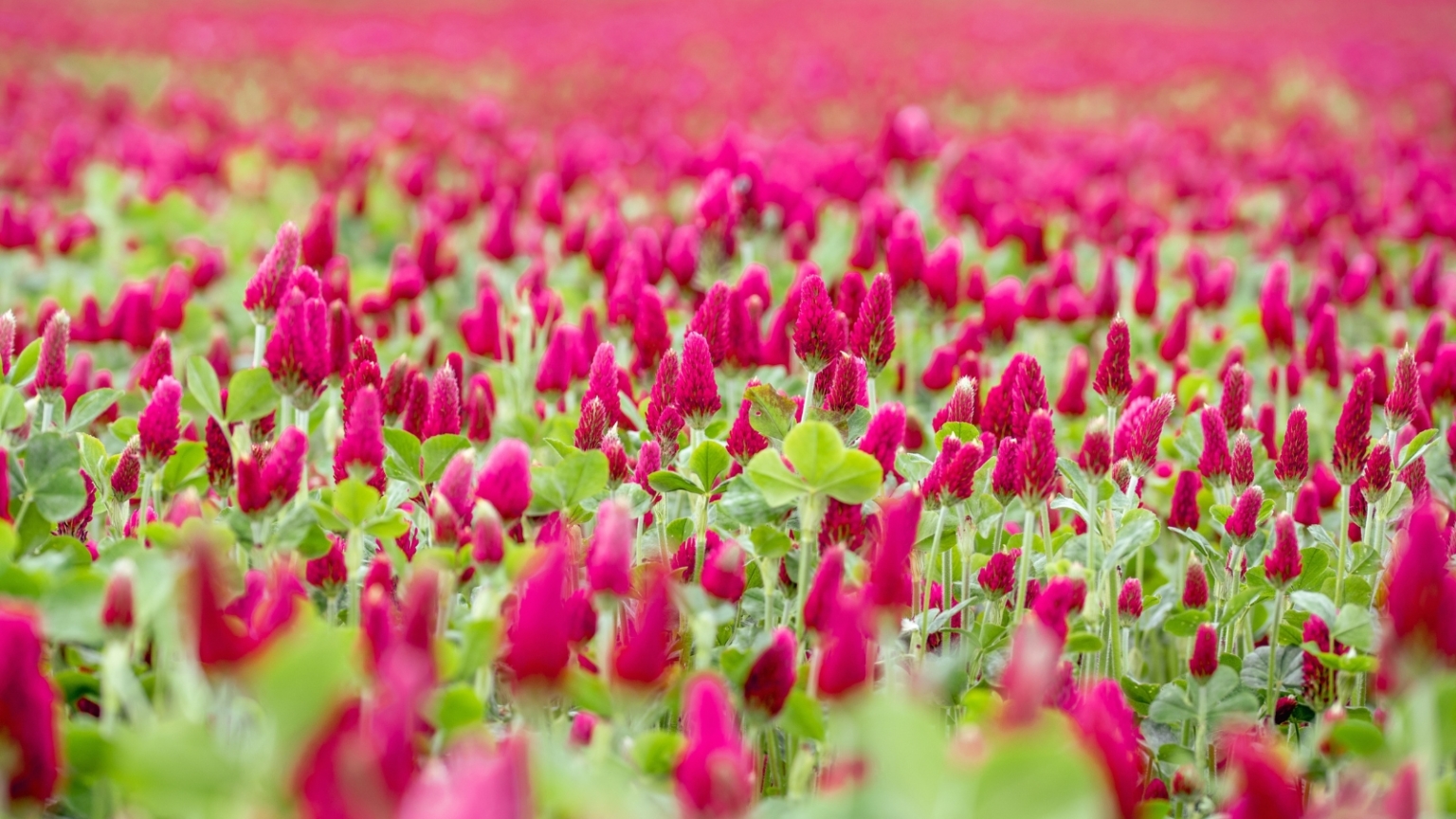 13 Cover Crops You Should Plant in September