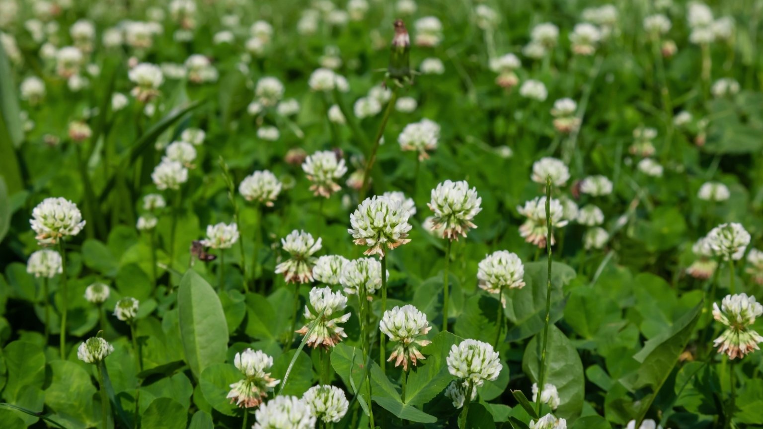 27 Common Types of Weeds with Names & Picture Identification