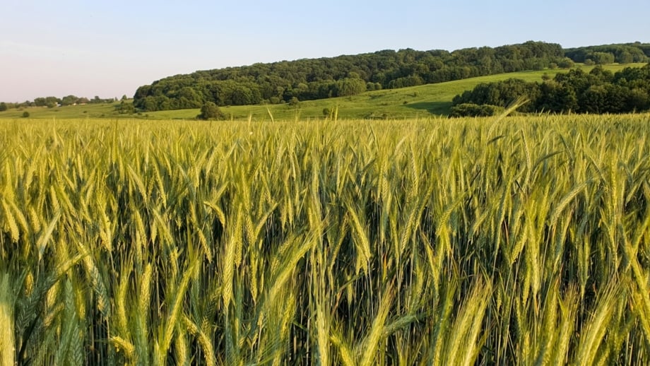 13 Cover Crops You Should Plant in September