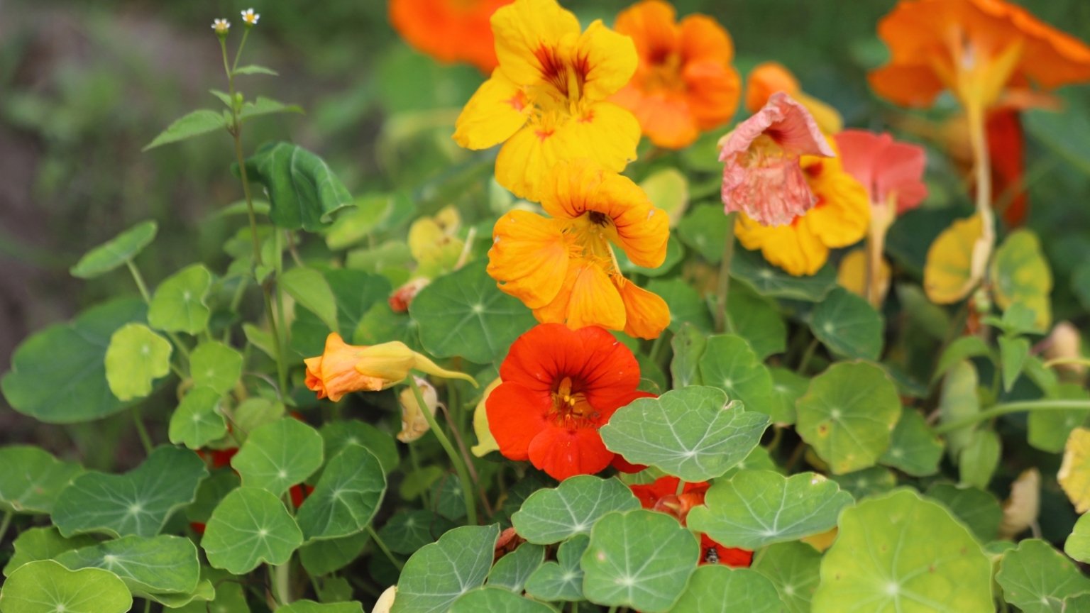 13 Annual Flower Seeds to Plant in September
