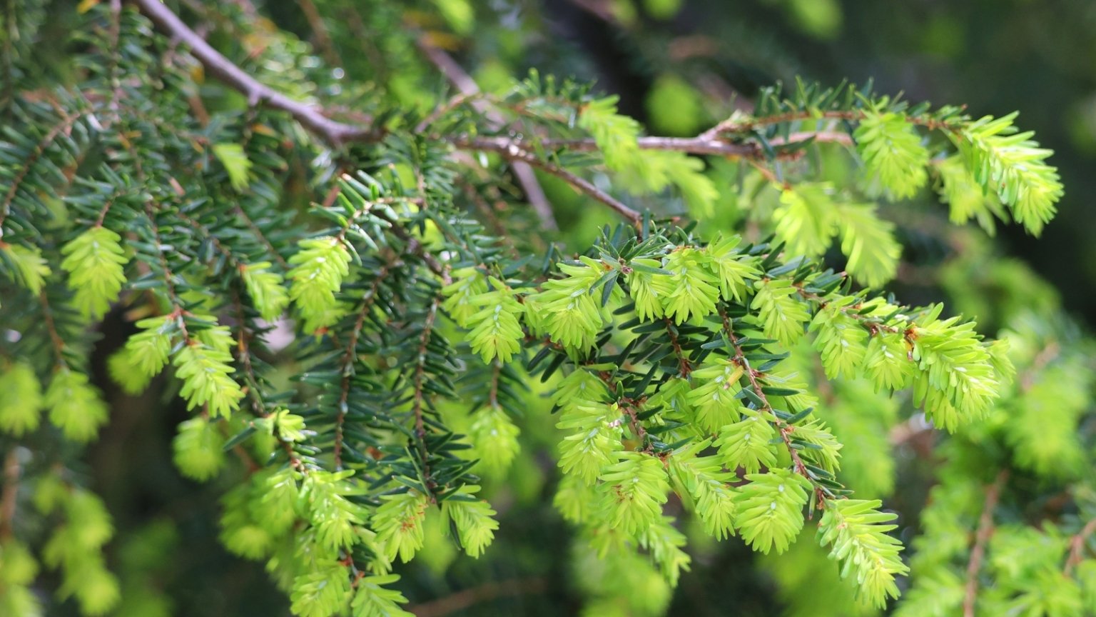 19 Evergreen Trees and Shrubs That Thrive in the Shade