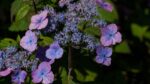 9 Varieties of Cold-Hardy Mountain Hydrangeas for Your Landscape