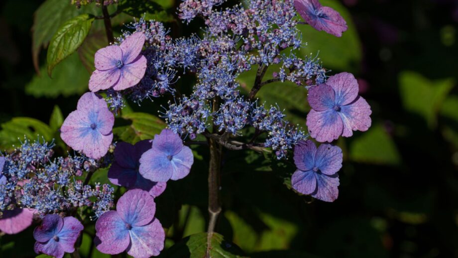 9 Varieties of Cold-Hardy Mountain Hydrangeas for Your Landscape