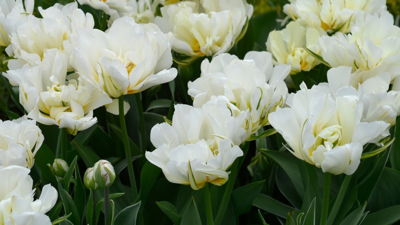17 Perennial Tulips That Bloom Reliably Every Year