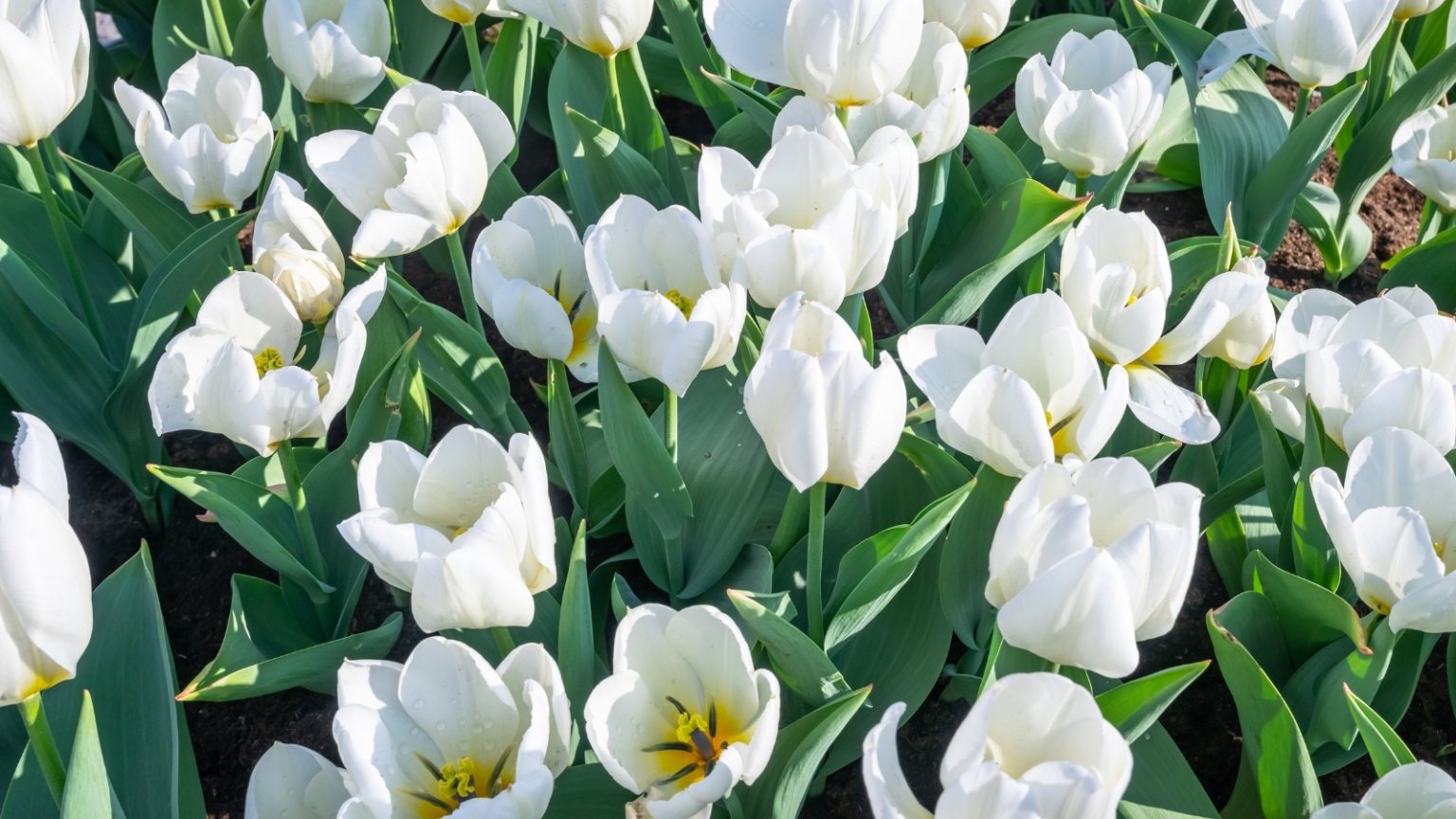 17 Perennial Tulips That Bloom Reliably Every Year