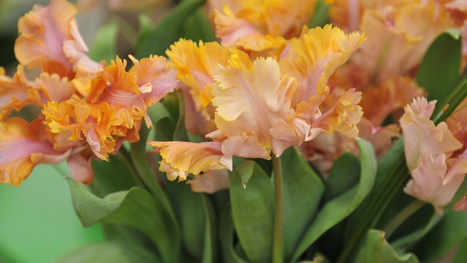 23 Unusual Flower Bulbs to Plant This Season