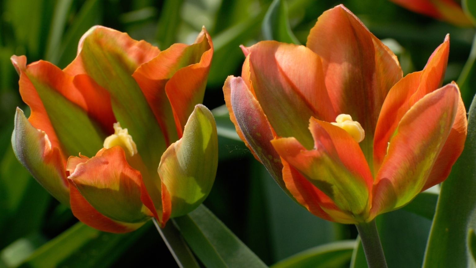 Plant These 15 Bulbs in October for a Beautiful Spring Garden