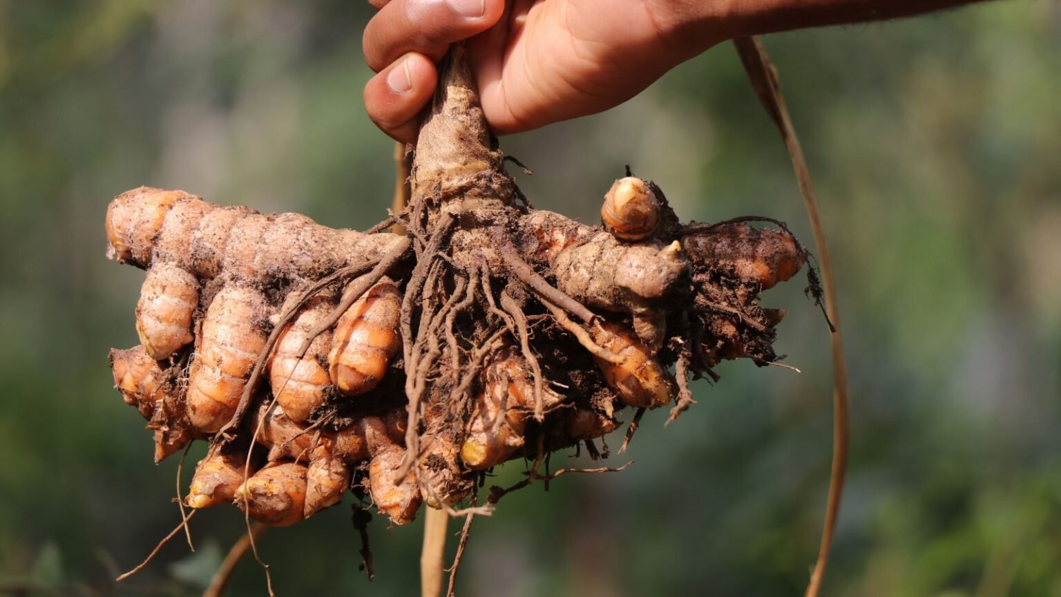 How To Plant, Grow, and Care for Turmeric Root