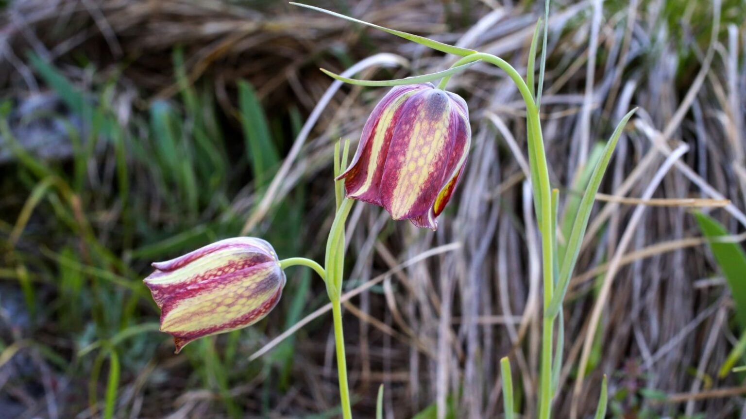 How to Plant, Grow, and Care for Fritillaria Flowers