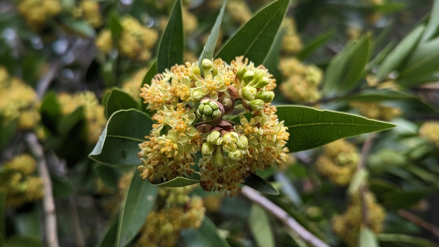 15 Native Evergreen Shrubs to Boost Your Landscape's Year-Round Appeal