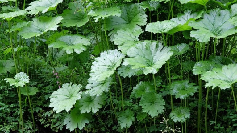 11 Hosta Alternatives For Your Shade Garden