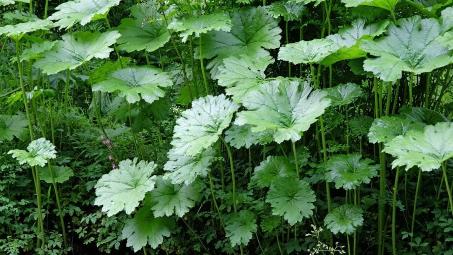 11 Hosta Alternatives For Your Shade Garden