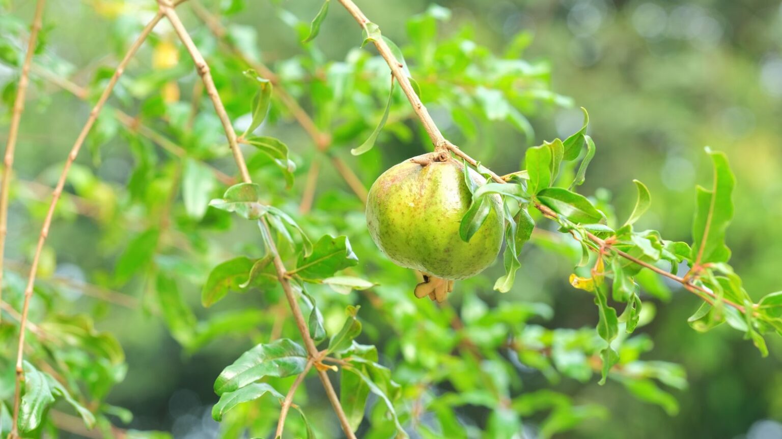 How to Plant, Grow, and Care for a Pomegranate