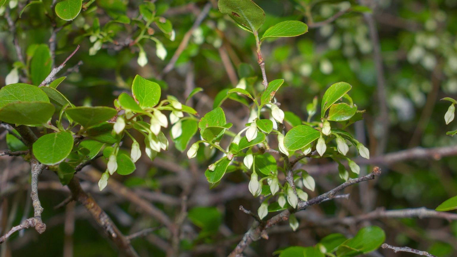 15 Native Evergreen Shrubs to Boost Your Landscape's Year-Round Appeal