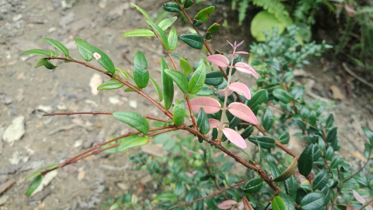 15 Native Evergreen Shrubs to Boost Your Landscape's Year-Round Appeal