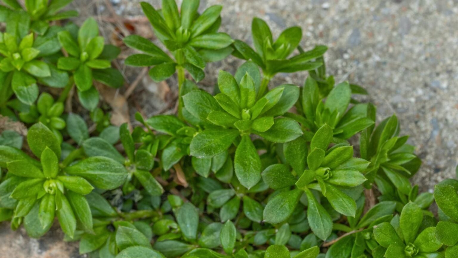 How to Plant, Grow, and Care for Sweet Woodruff