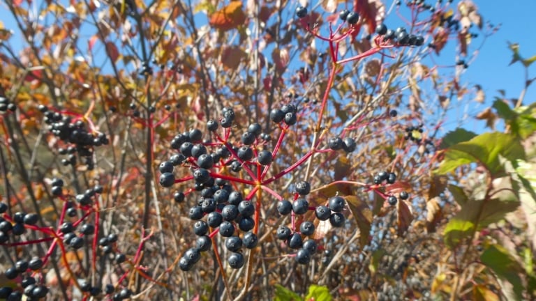 21 Ornamental Plants with Fall Berries