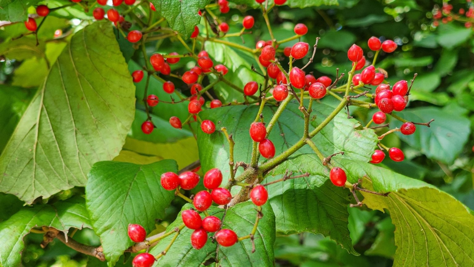 21 Ornamental Plants with Fall Berries
