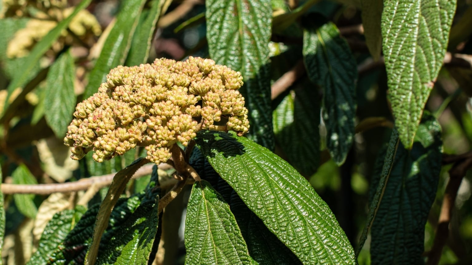 19 Best Shrubs to Plant in September
