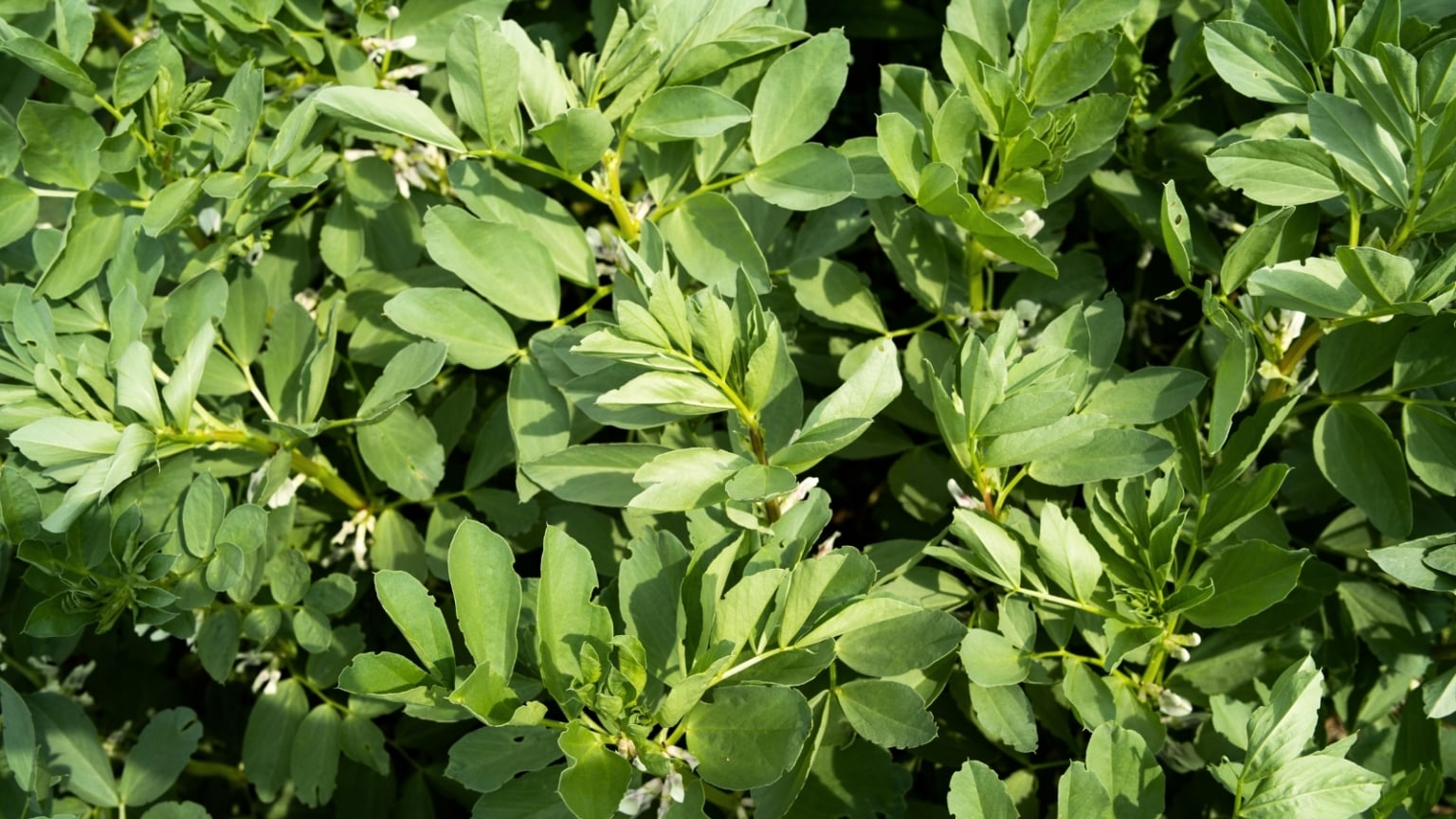 13 Cover Crops You Should Plant in September