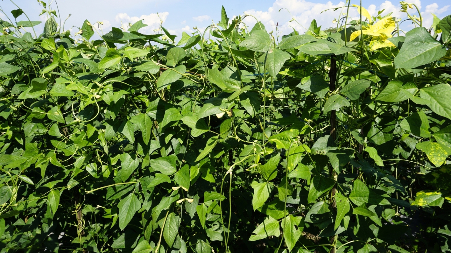 13 Cover Crops You Should Plant in September