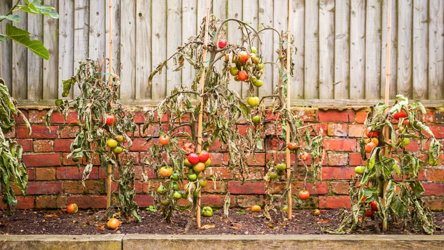 Ultimate Tomato FAQ: 40 QUICK Answers to Garden Tomato Problems