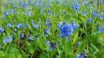 How to Plant, Grow, and Care For Virginia Bluebells